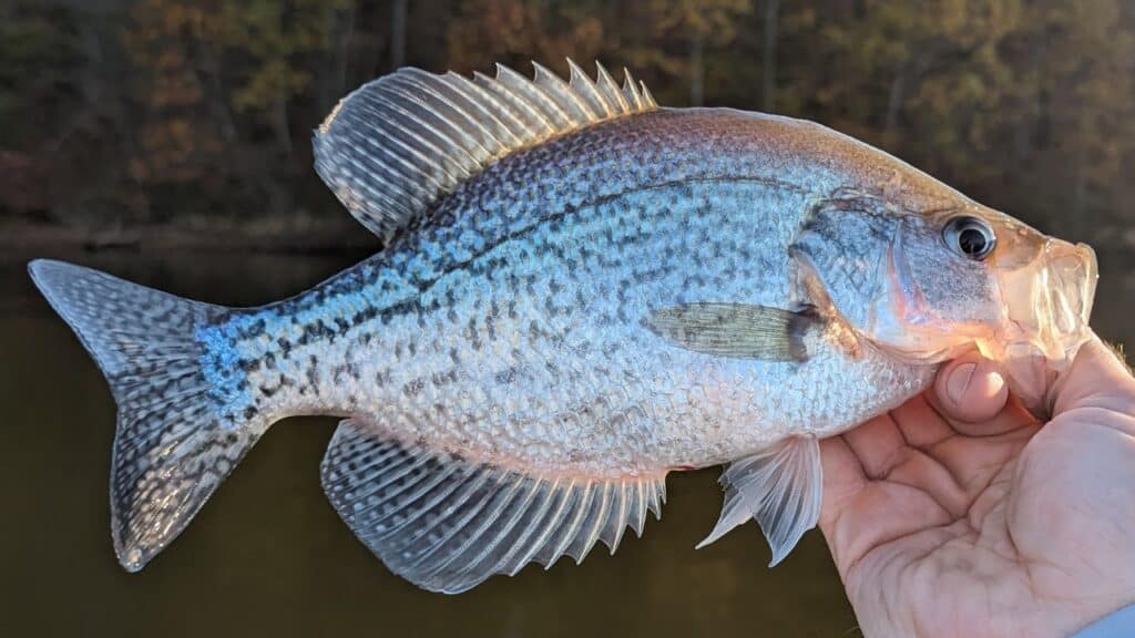 How To Get Started Crappie Fishing For Beginners